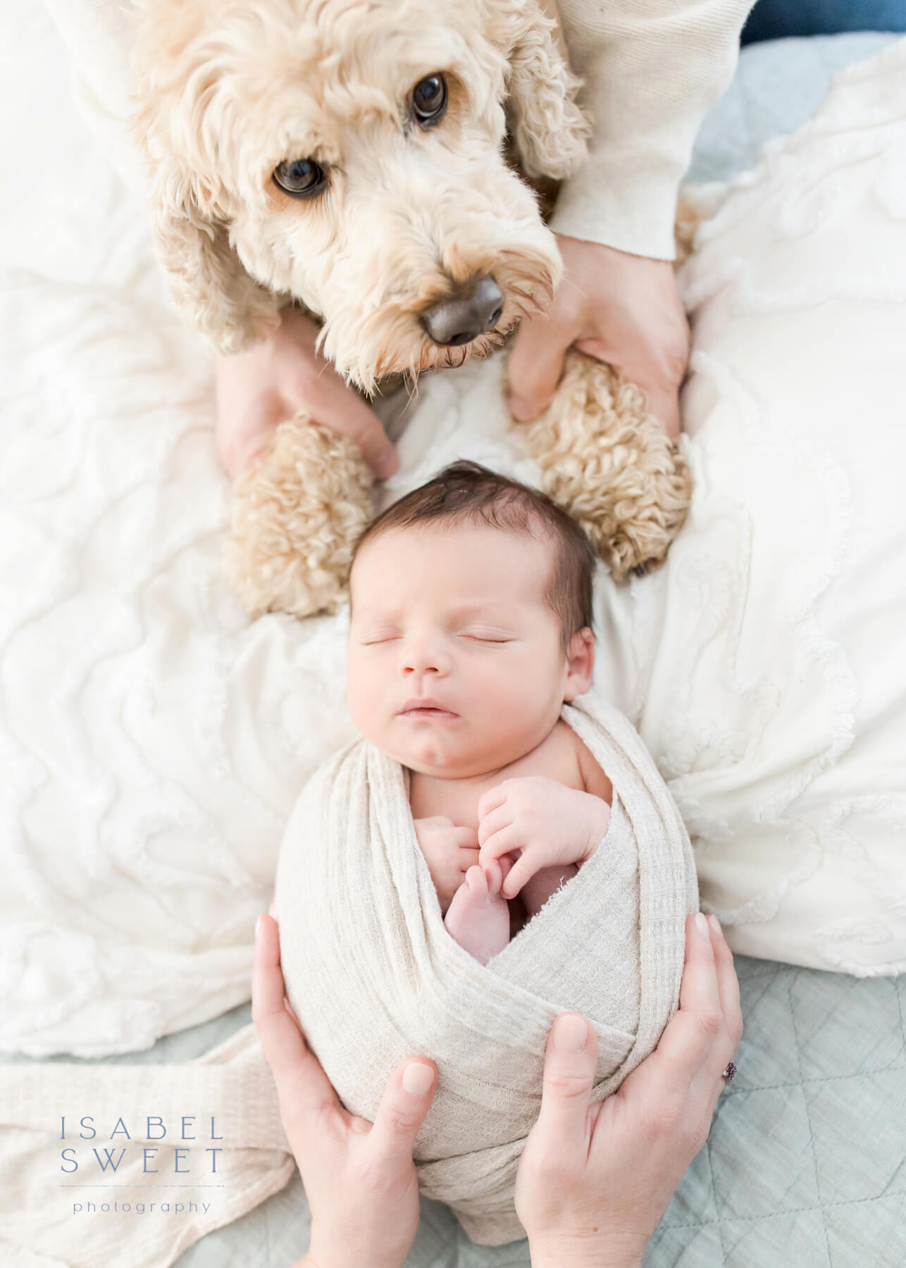 Tips for photographing newborns and pets safely - Isabel Sweet